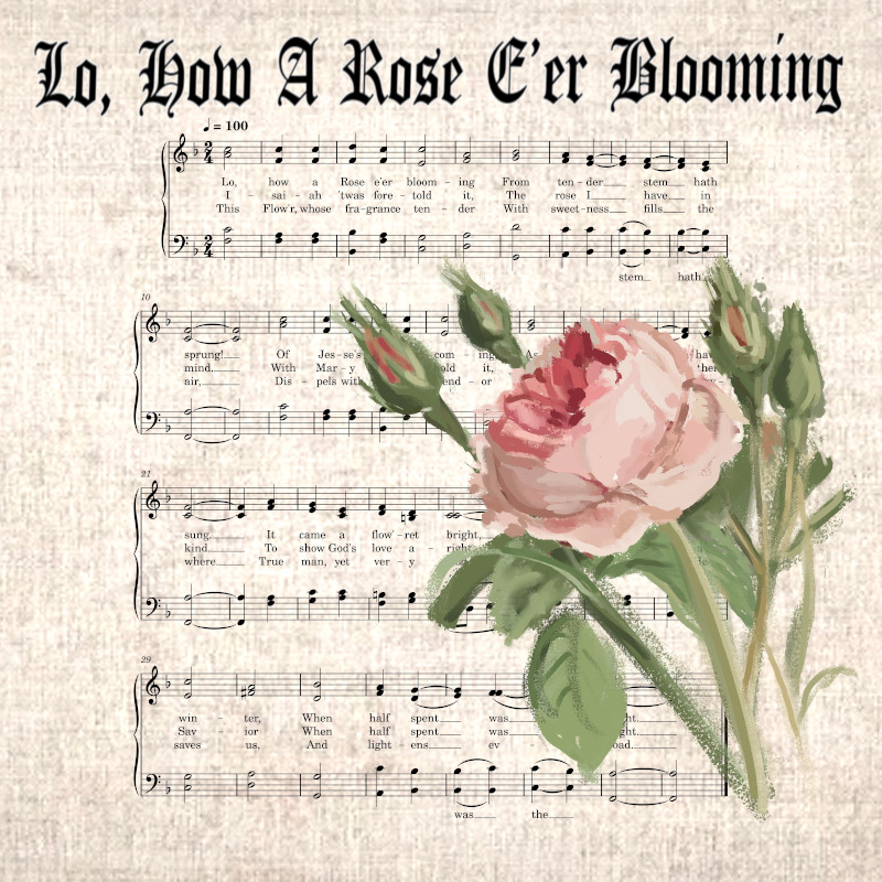 Lo, How a Rose E’er Blooming – Sanderson